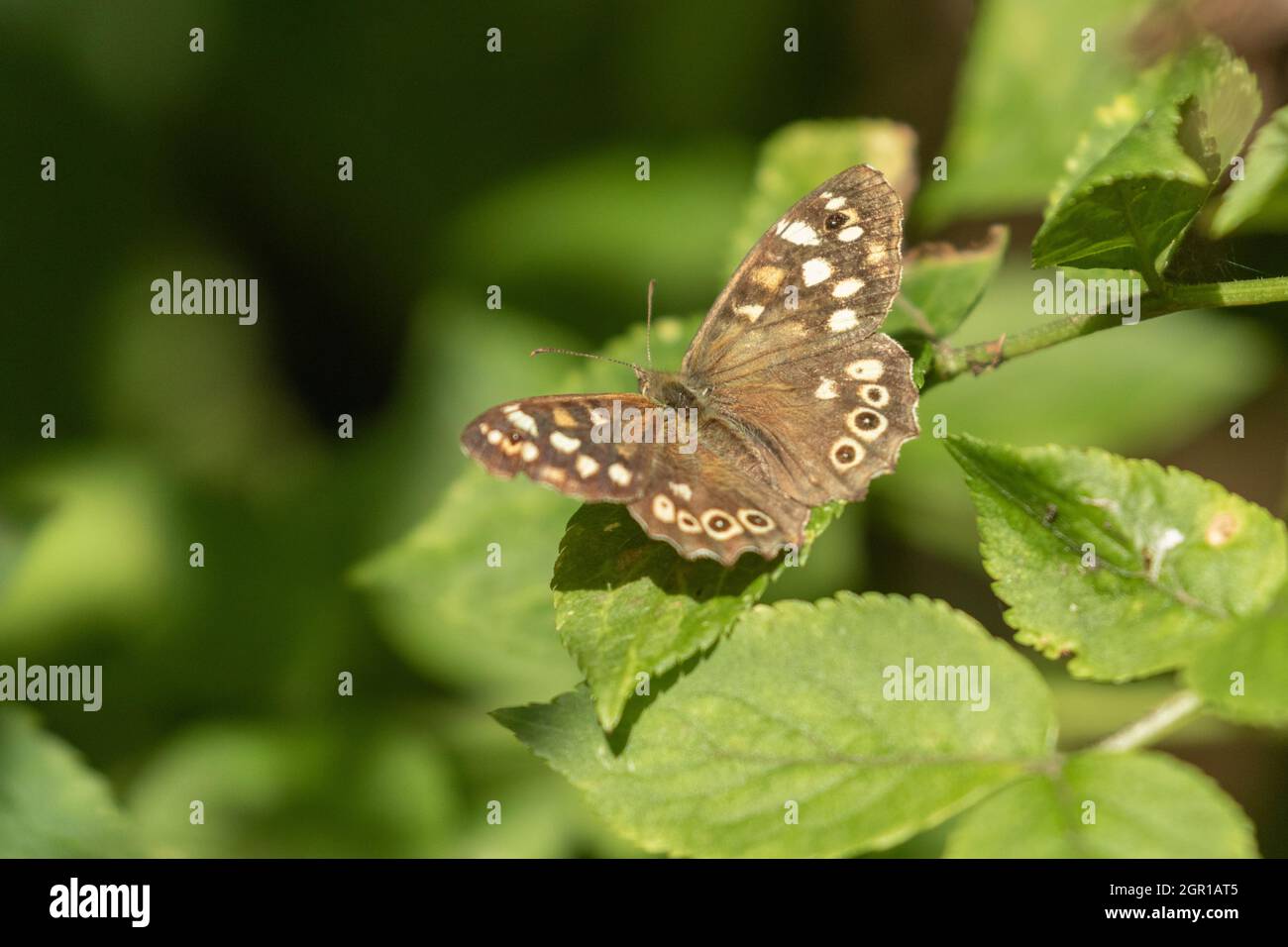 A speckled butterfly on bramble leaves Stock Photo - Alamy
