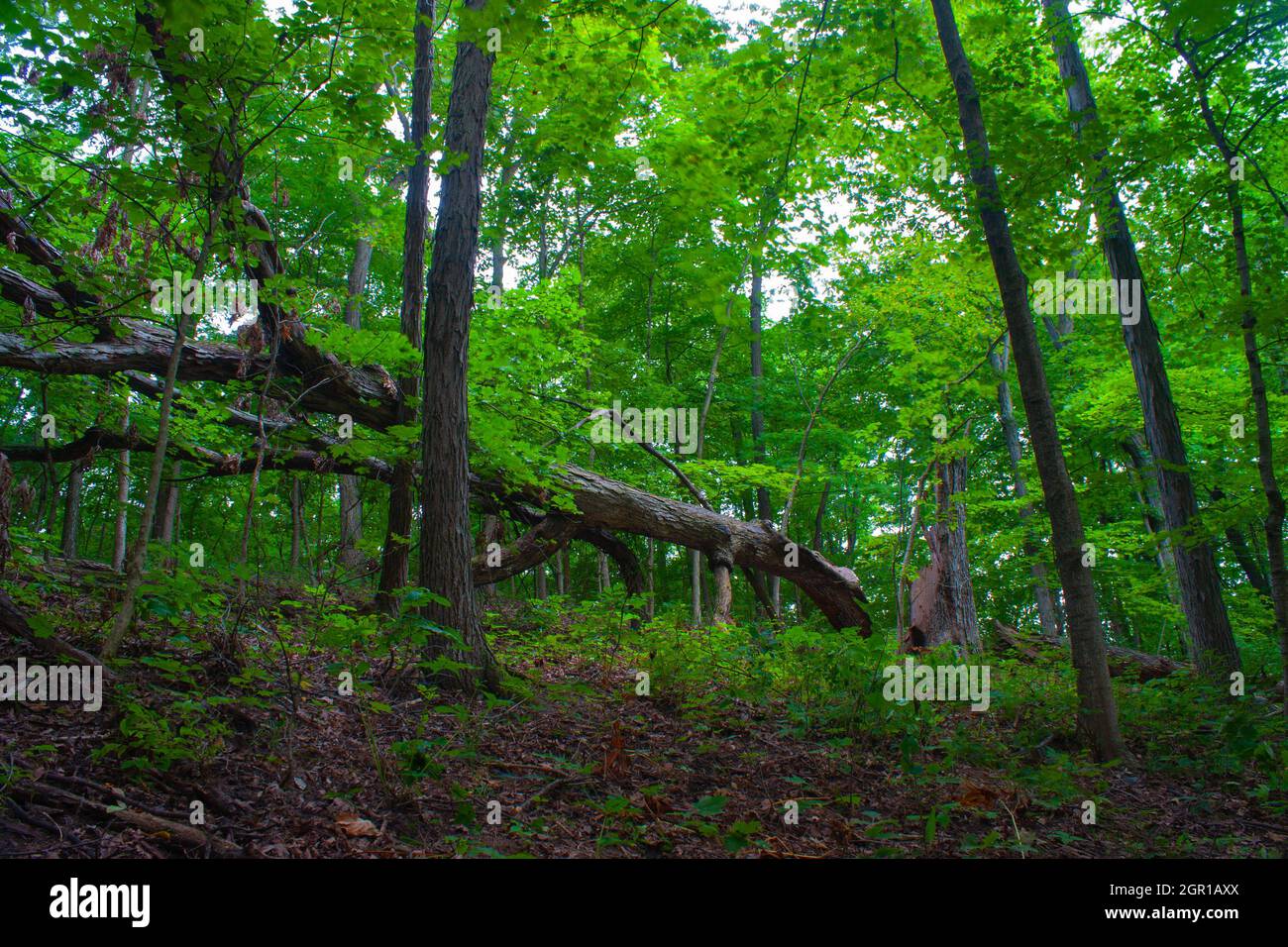 Landscape dead trees fallen hi-res stock photography and images - Alamy