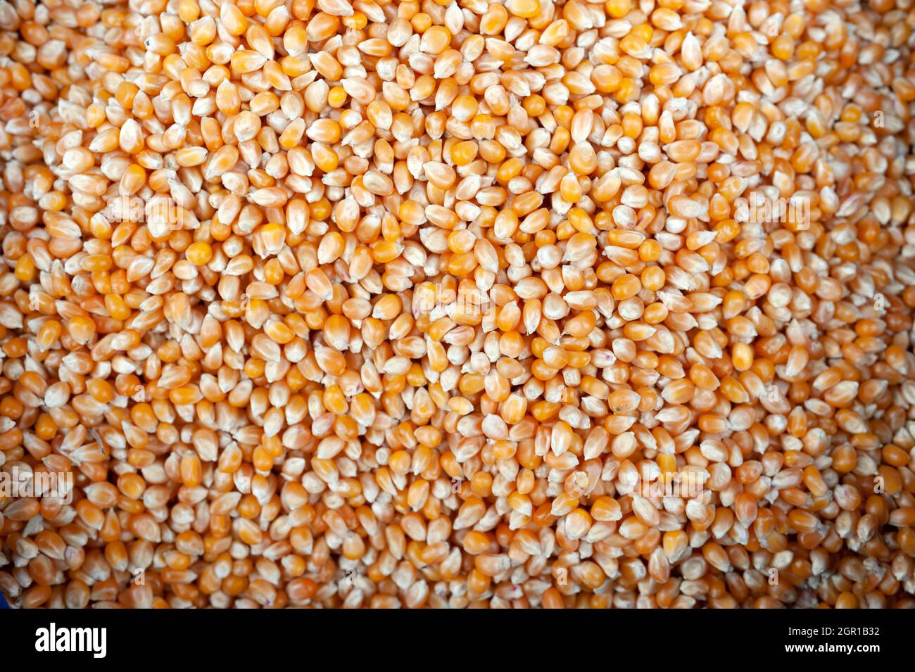 Yellow corn kernels Stock Photo - Alamy
