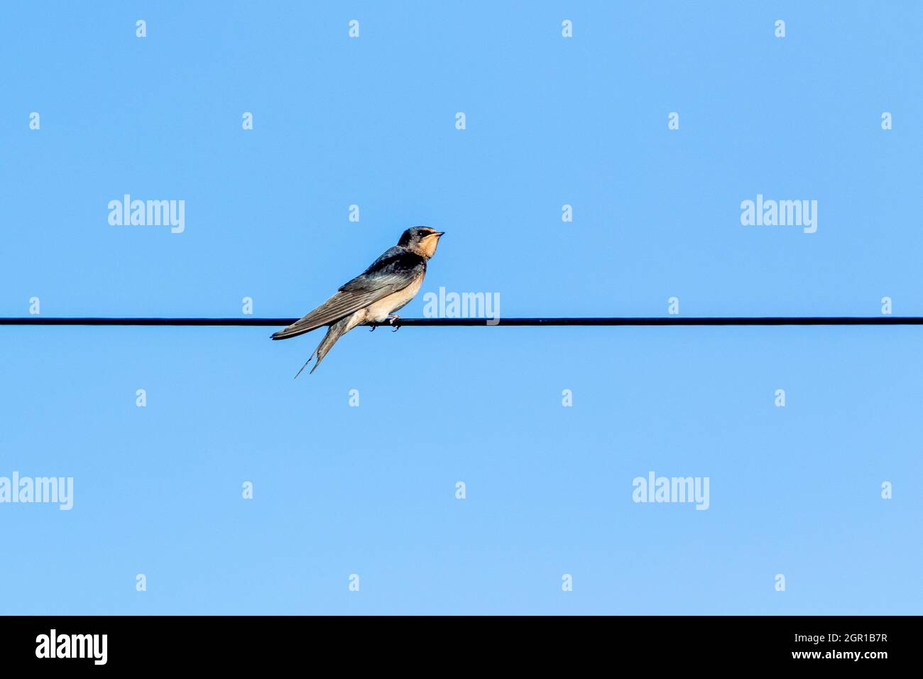 Single barn swallow on wire hi-res stock photography and images - Alamy