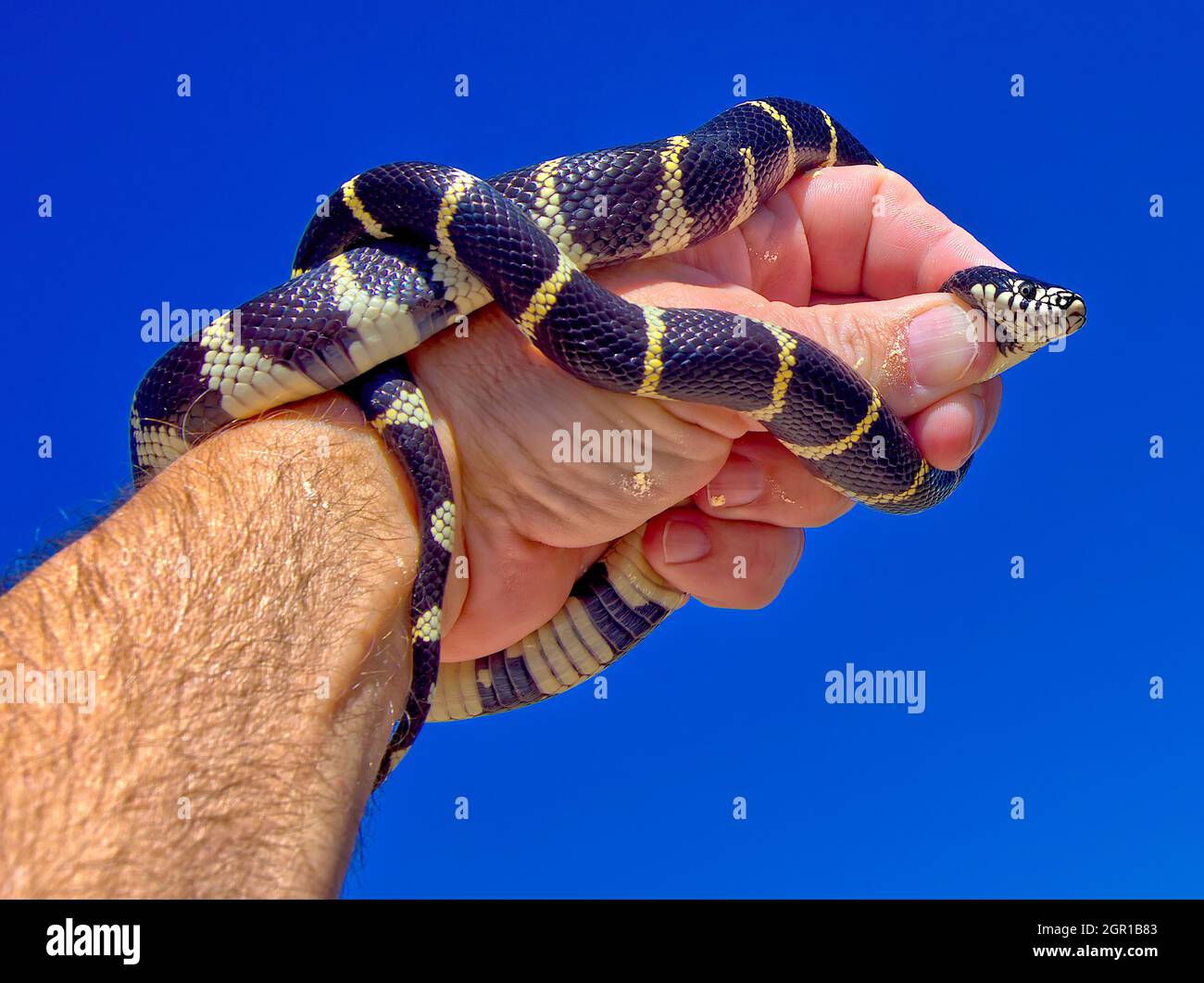 Black kingsnake hi-res stock photography and images - Alamy