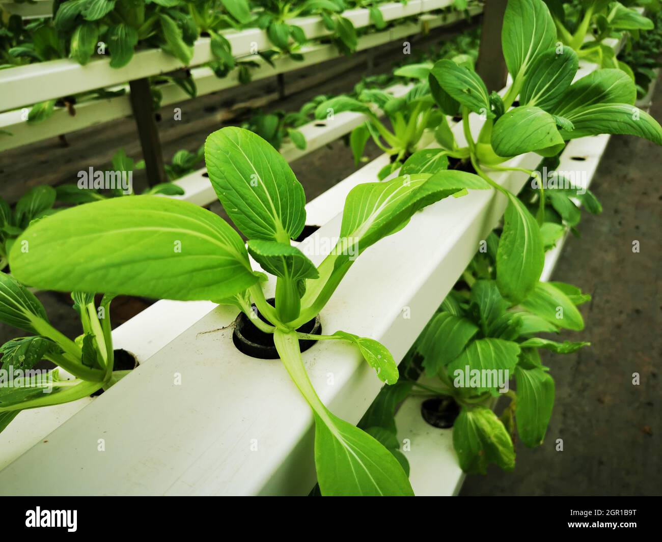 Hydroponics farming system hi-res stock photography and images - Alamy
