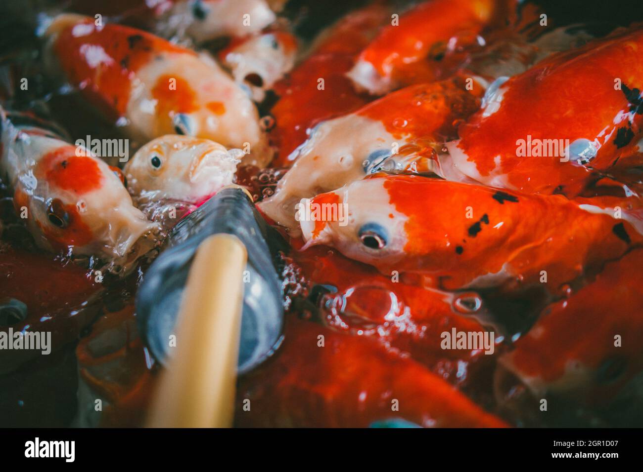 Red carp hi-res stock photography and images - Alamy