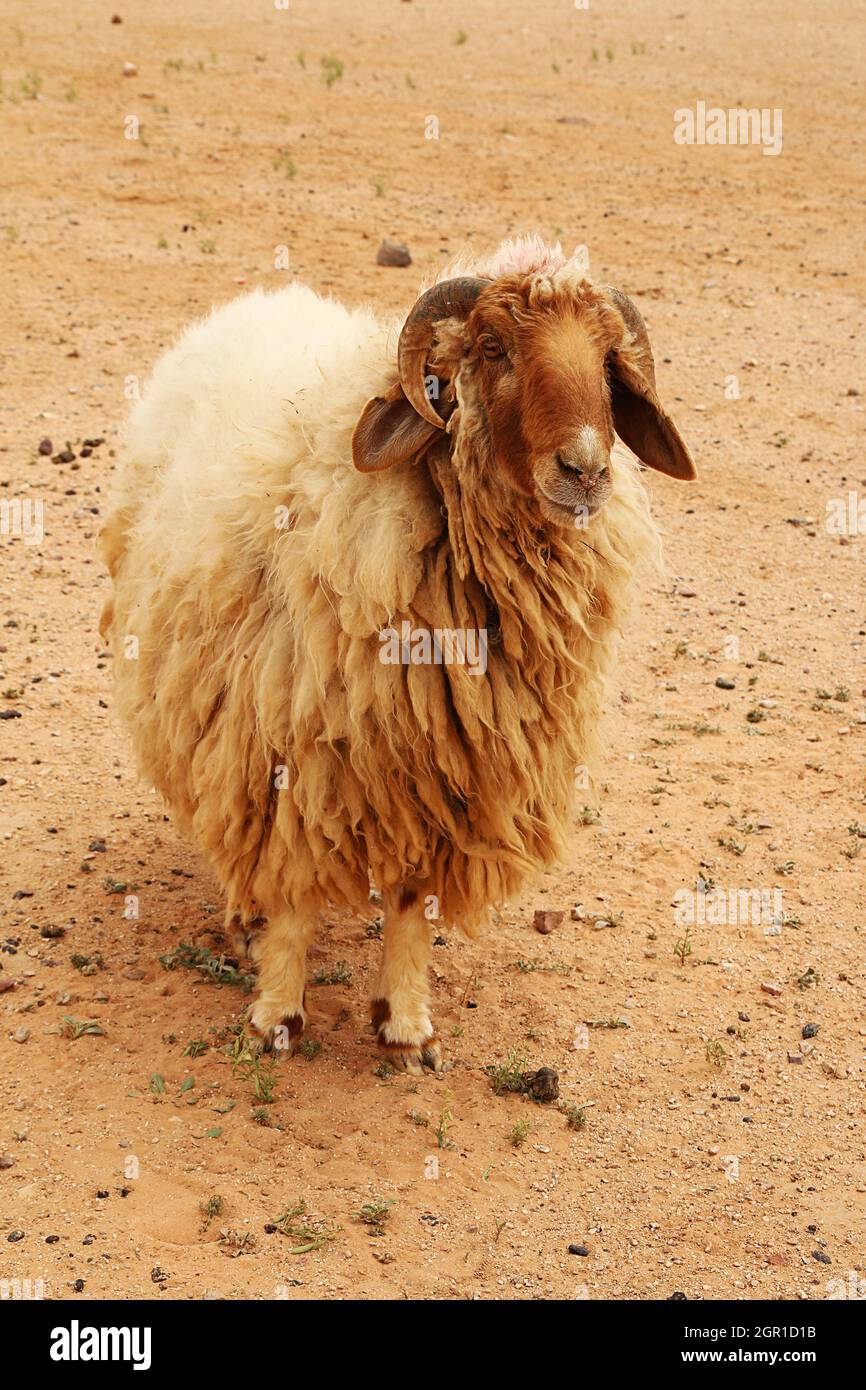 Sheep Saudi Arabia High Resolution Stock Photography and Images - Alamy