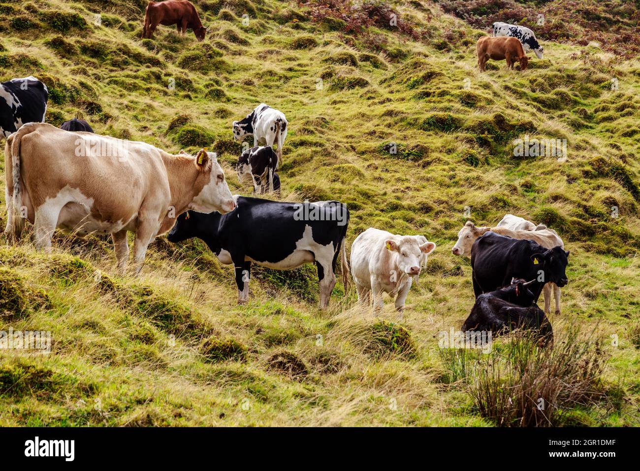 Cattle grazing pico island hi-res stock photography and images - Alamy