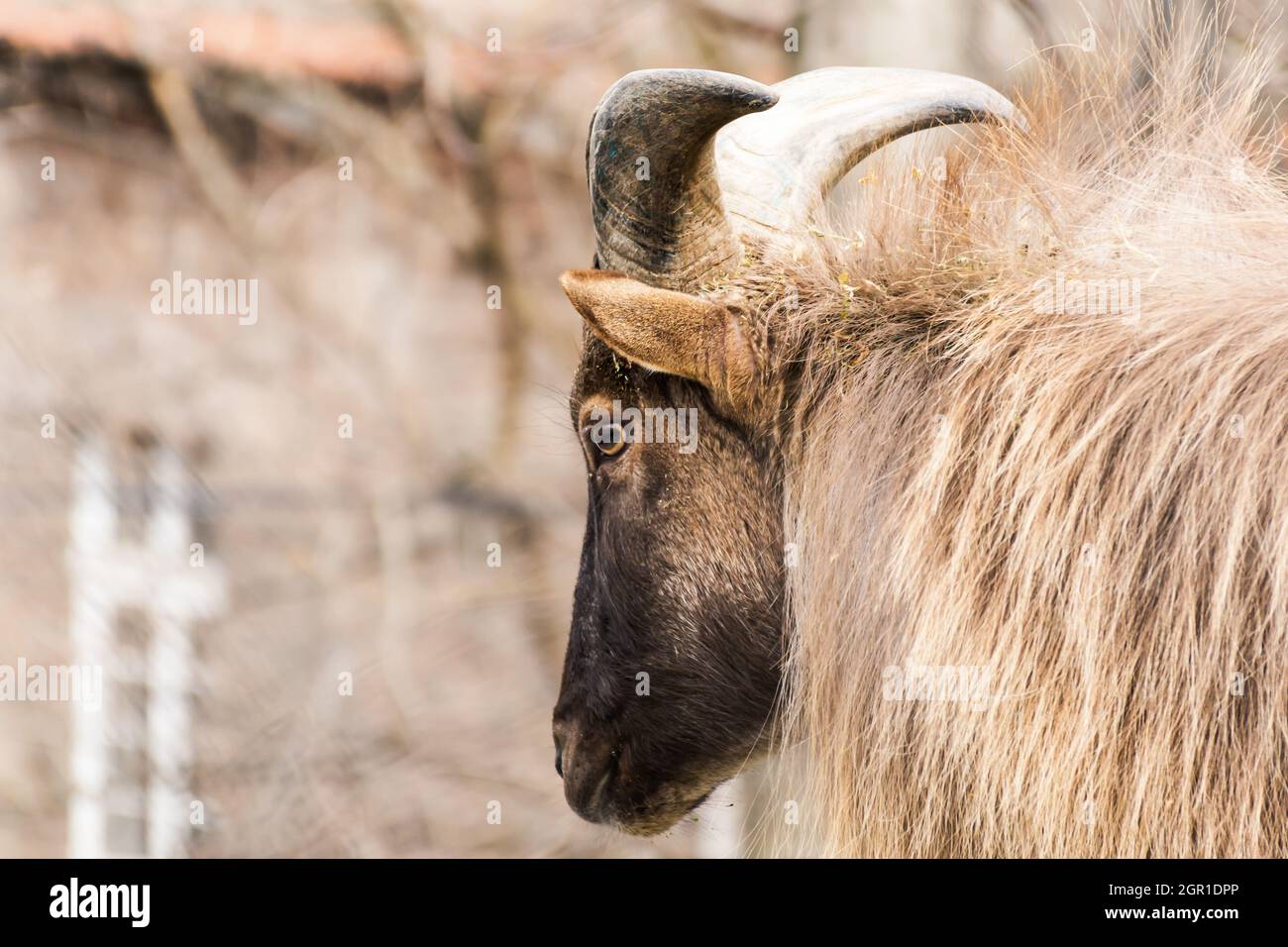 Goat head shot hi-res stock photography and images - Alamy