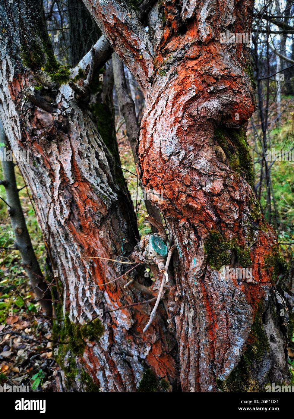 Stalactite plant hi-res stock photography and images - Alamy