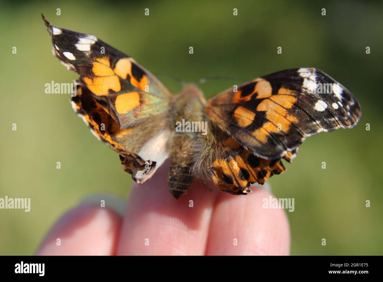 Painted lady butterflies hi-res stock photography and images - Alamy