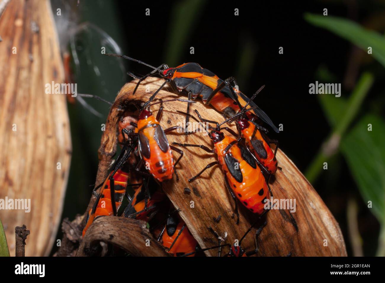 Milkweed Bugs Climbing Up A Plant - Oncopeltus Fasciatus Stock Photo ...