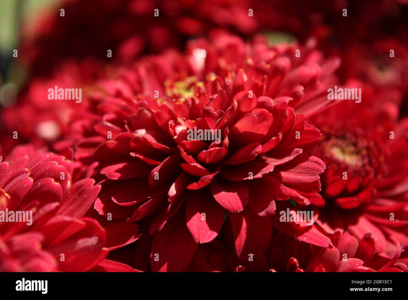Red Chrysanthemum 'Mum' grandiflorum in fall garden Stock Photo - Alamy