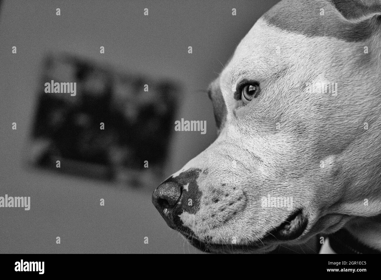 Close up of a mixed breed dog (American Staffordshire Pit Bull Terrier ...