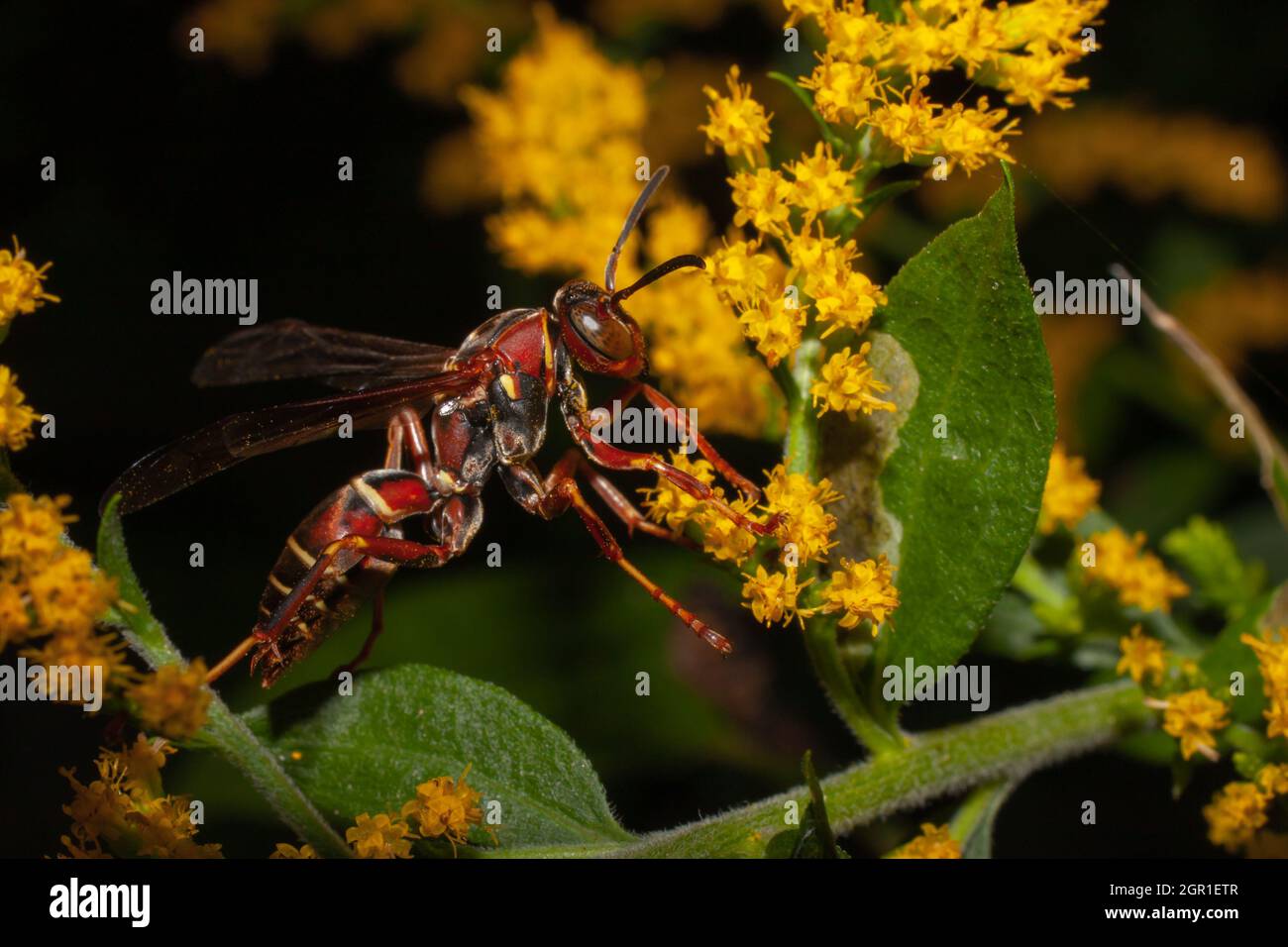 A Paper Wasp On A Yellow Flower Stock Photo - Alamy