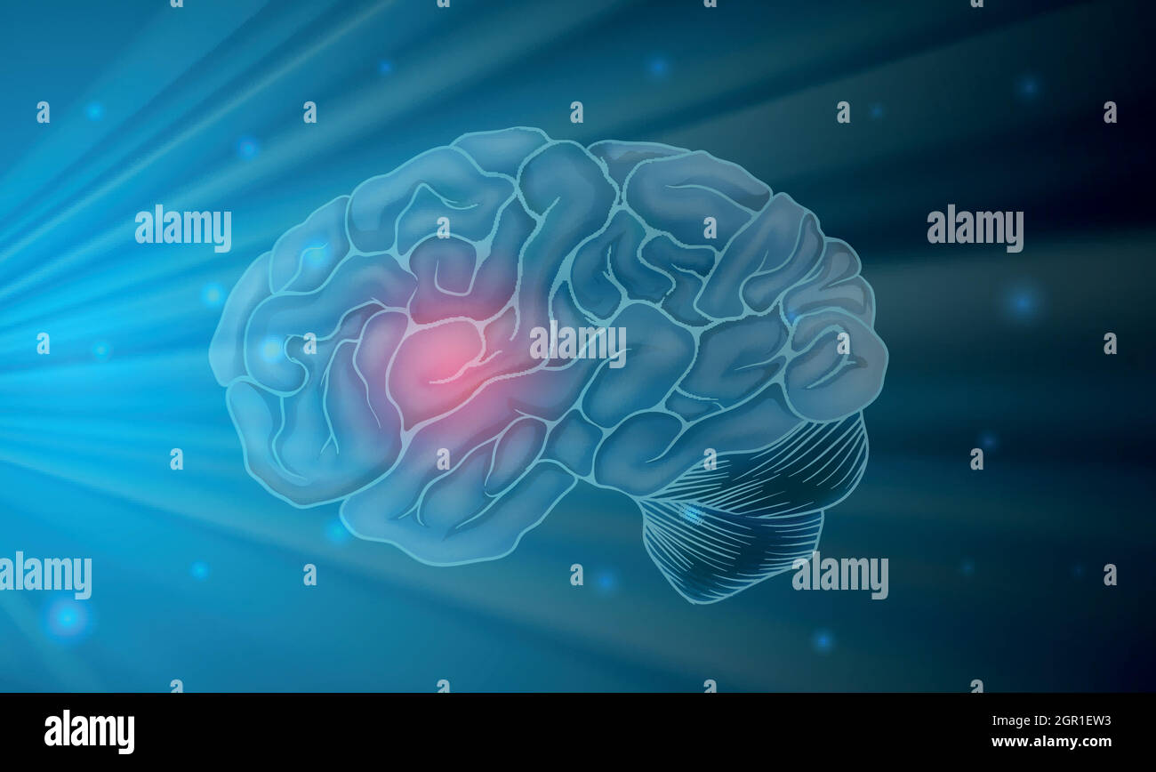 Image human brain diagram hi-res stock photography and images - Alamy