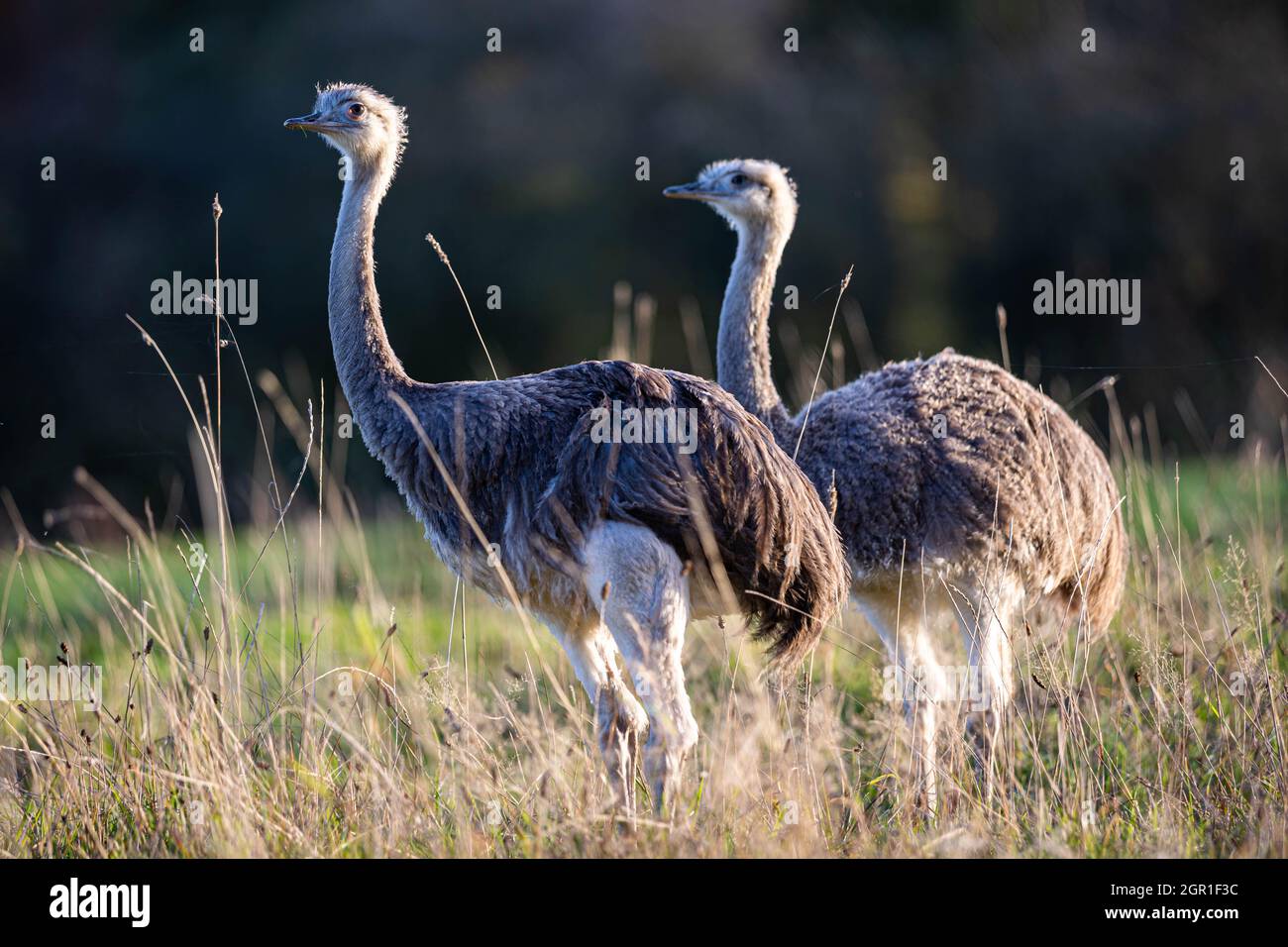 Common rhea hi-res stock photography and images - Alamy