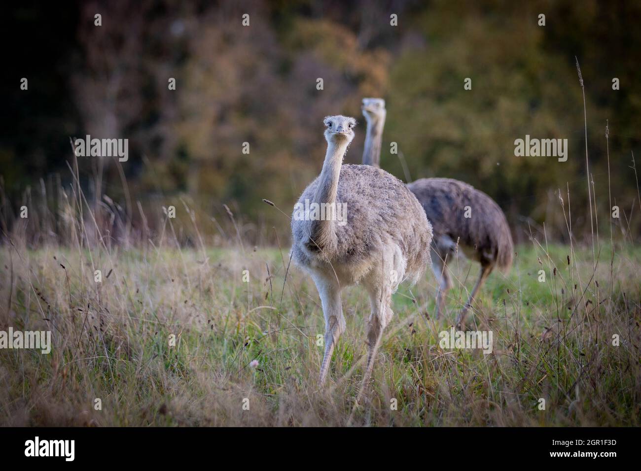 Common rhea hi-res stock photography and images - Alamy
