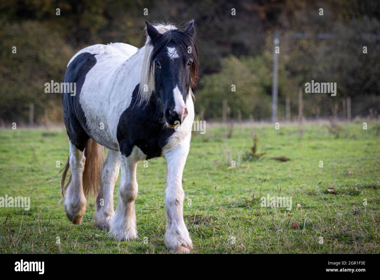 White gypsy stallion hi-res stock photography and images - Alamy