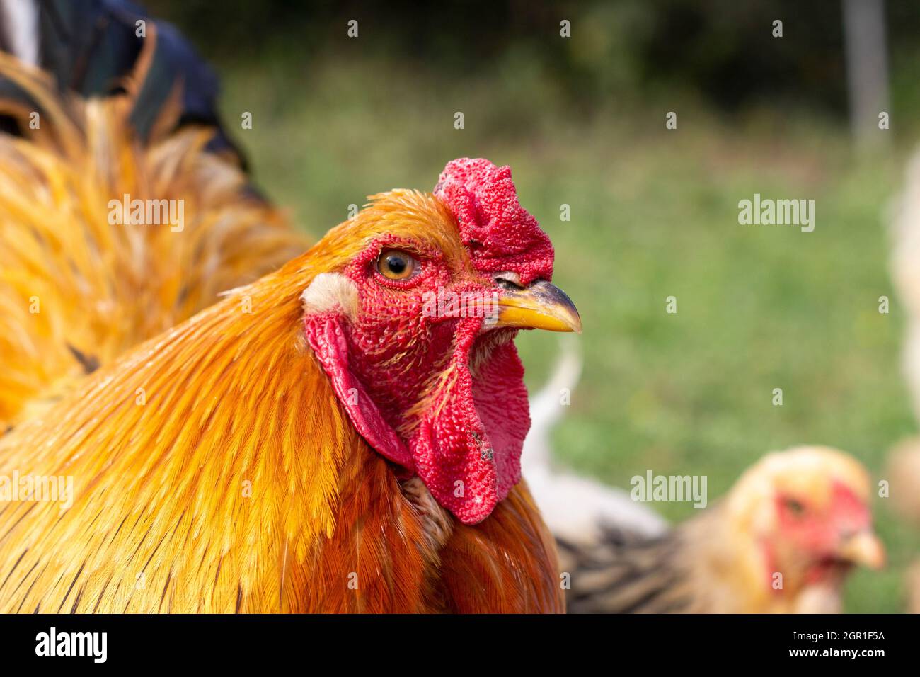 Rooster brahma hi-res stock photography and images - Alamy