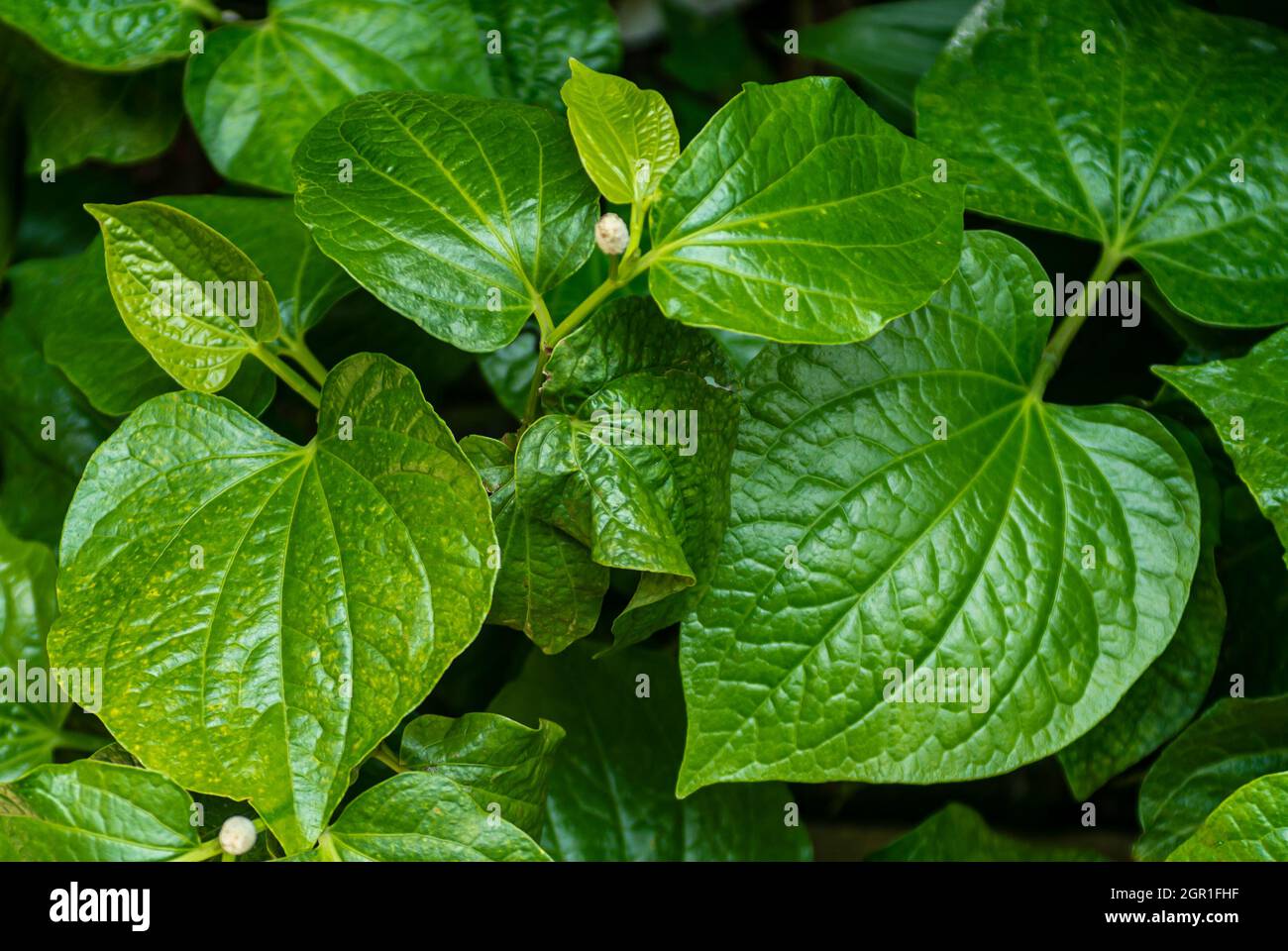 Betel leaves piper sarmentosum hi-res stock photography and images - Alamy