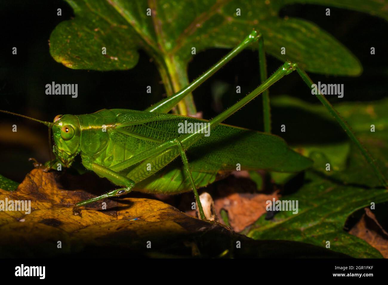 Katydid aka bush cricket hi-res stock photography and images - Alamy