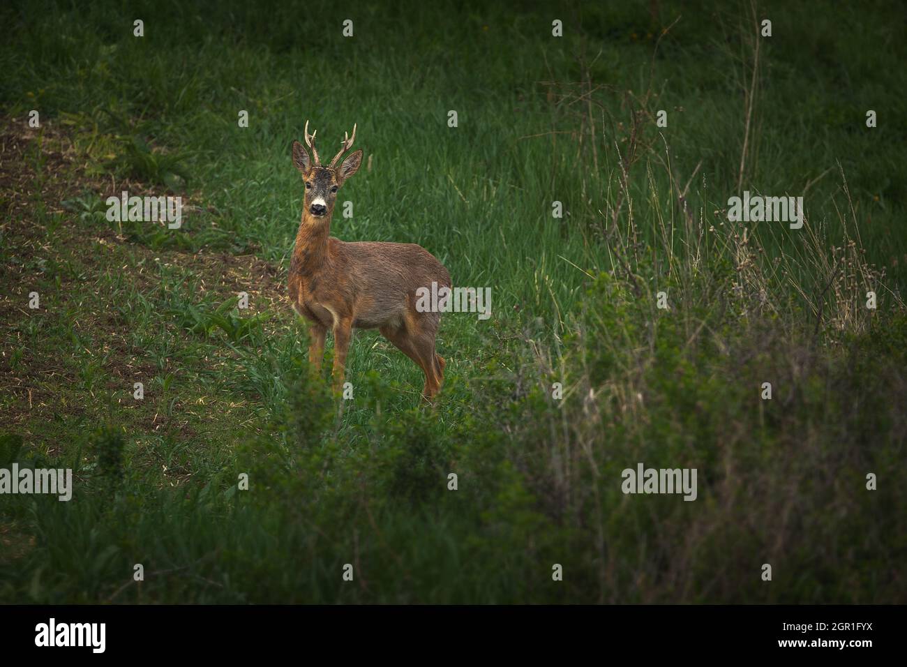 Deer wildlife romania hi-res stock photography and images - Alamy