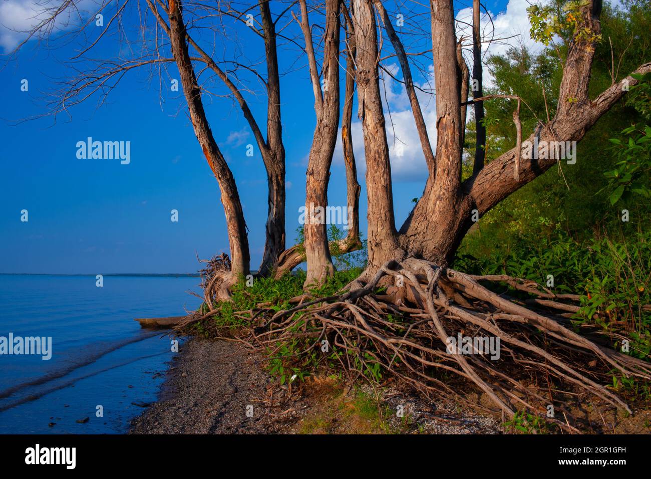 Erosion tree roots shoreline hi-res stock photography and images - Alamy