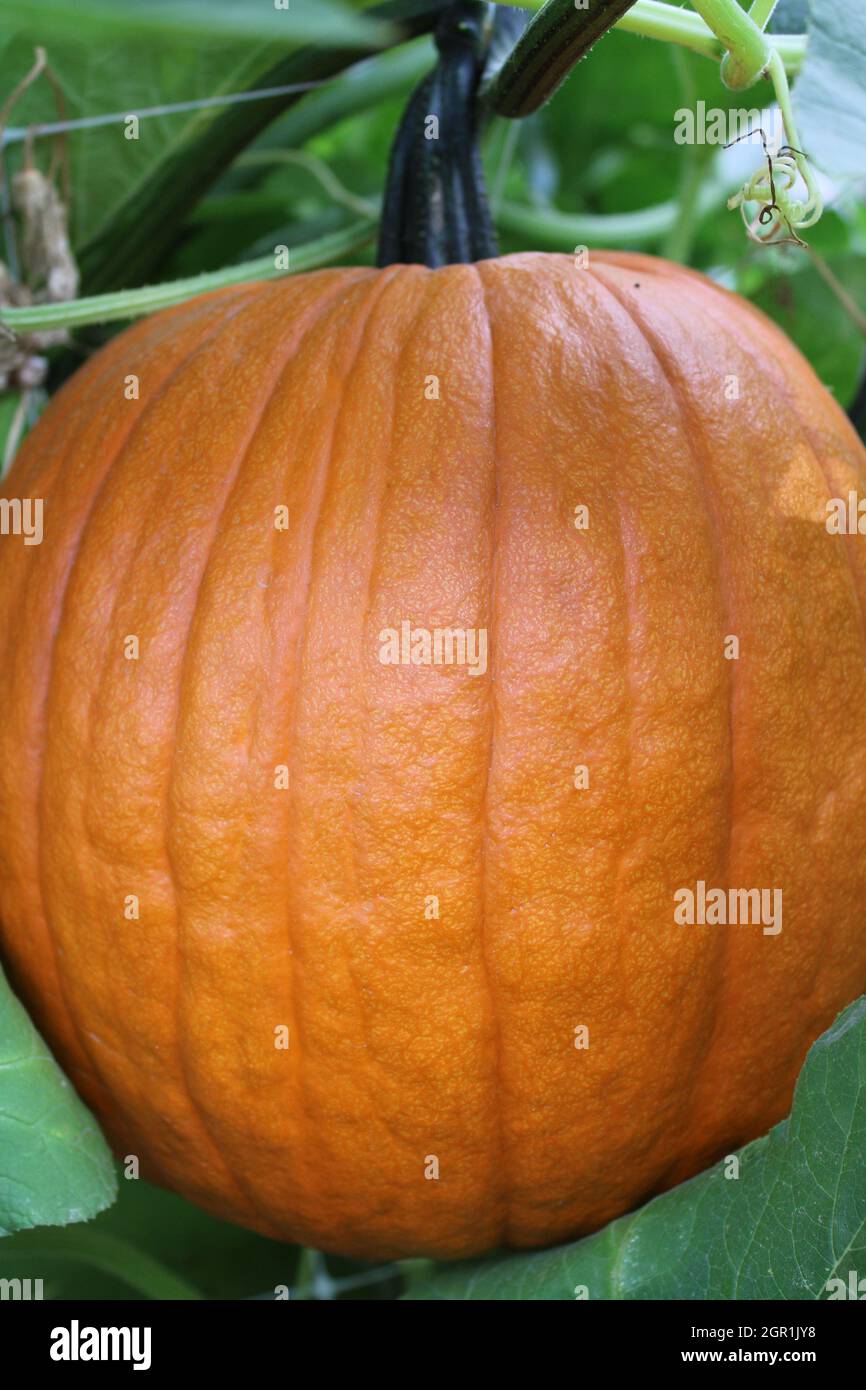 Vine in fall hi-res stock photography and images - Alamy