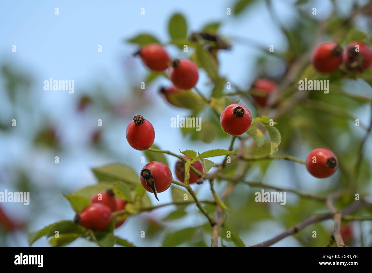 rose hips on a dog rose bush (rose canina) in a natural garden against ...