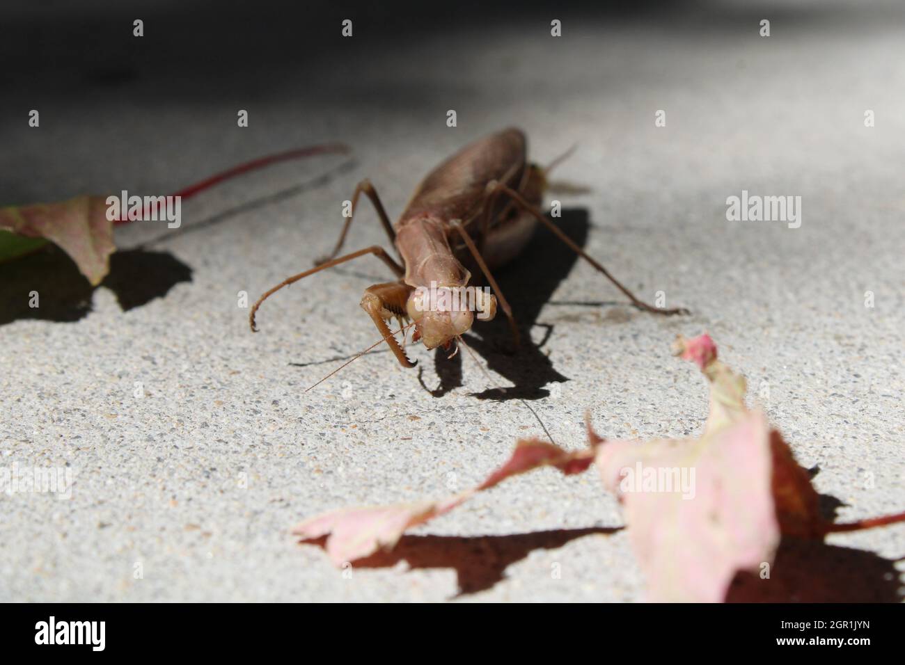Brown Praying Mantis (Mantis religiosa) in Fall Garden with Leaves ...