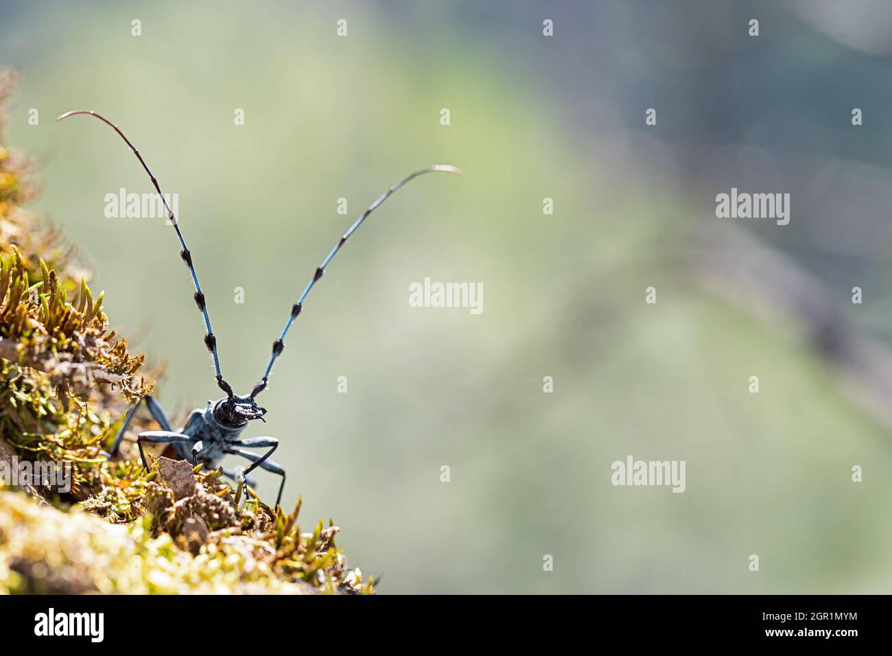 A male Alpine Longhorn Beetle (Rosalia alpina) on a mossy trunk of a ...
