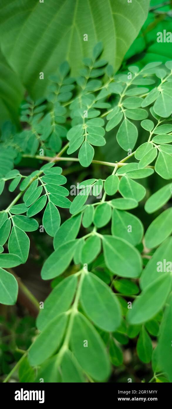Moringa bush hi-res stock photography and images - Alamy