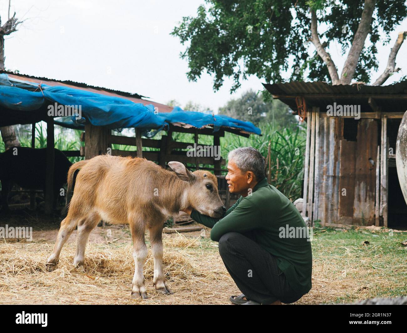 Farmer touching cow hi-res stock photography and images - Alamy