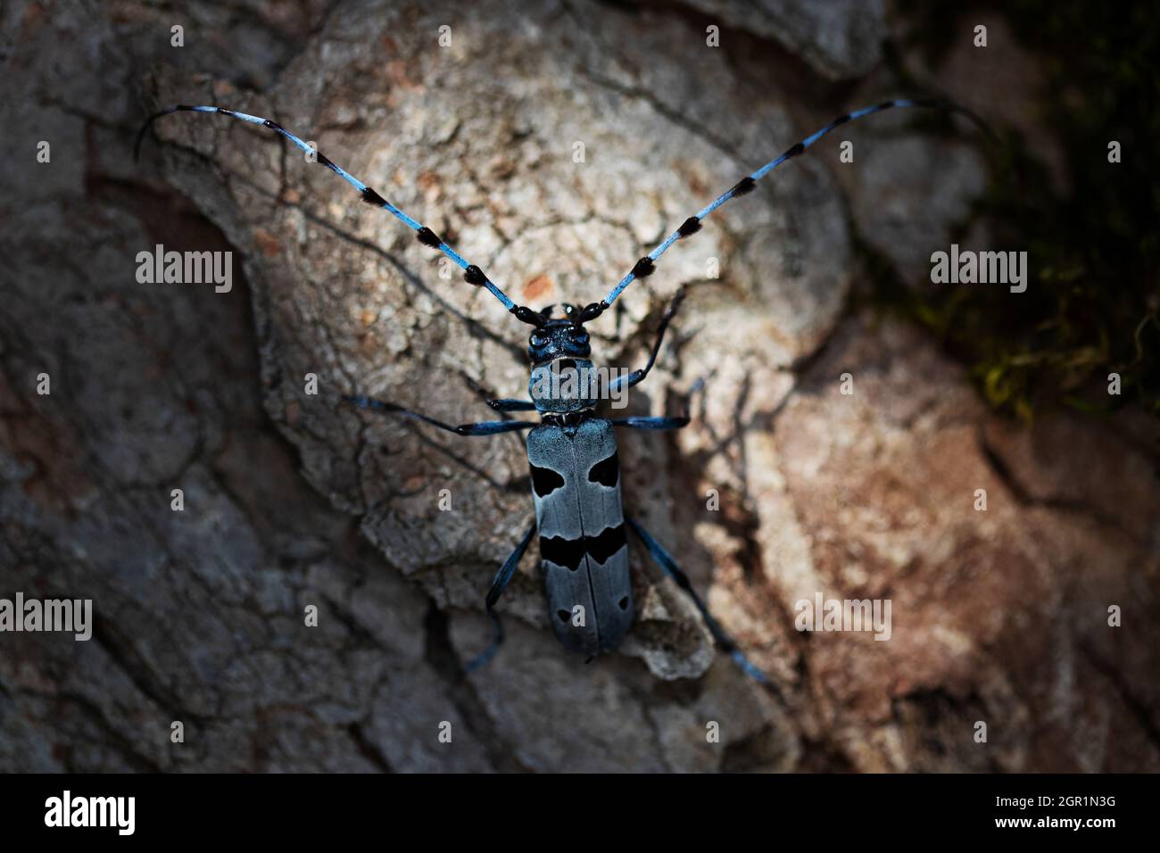 An Alpine Longhorn Beetle (Rosalia alpina) on the trunk of a maple tree ...