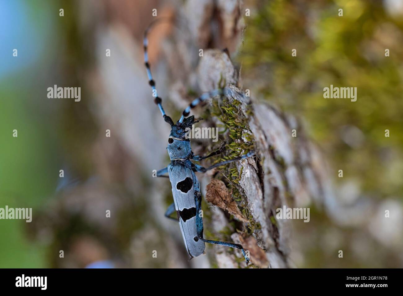 A side view of an Alpine Longhorn Beetles (Rosalia alpina) on the trunk ...