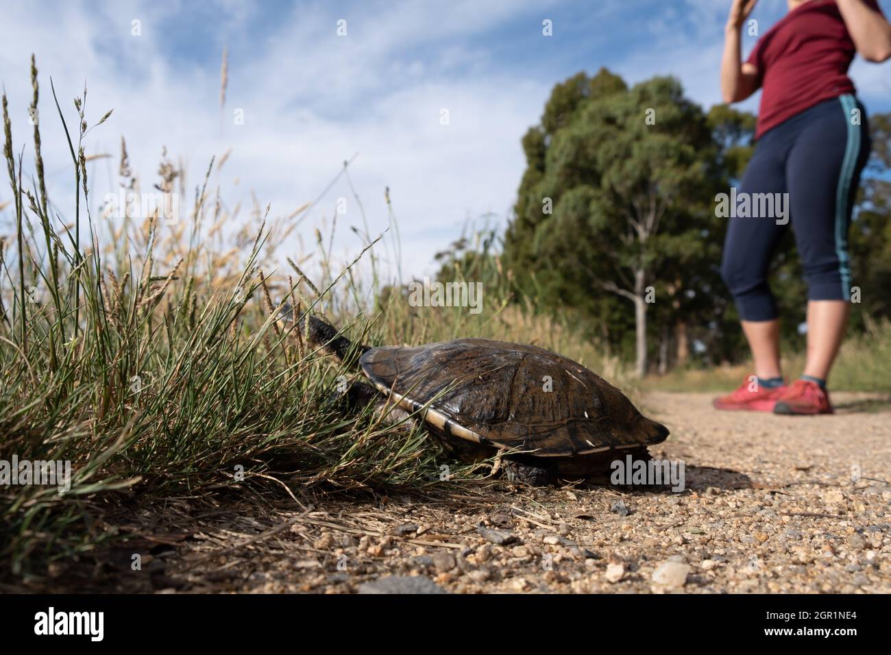 Turtle hiding in shell hi-res stock photography and images - Alamy