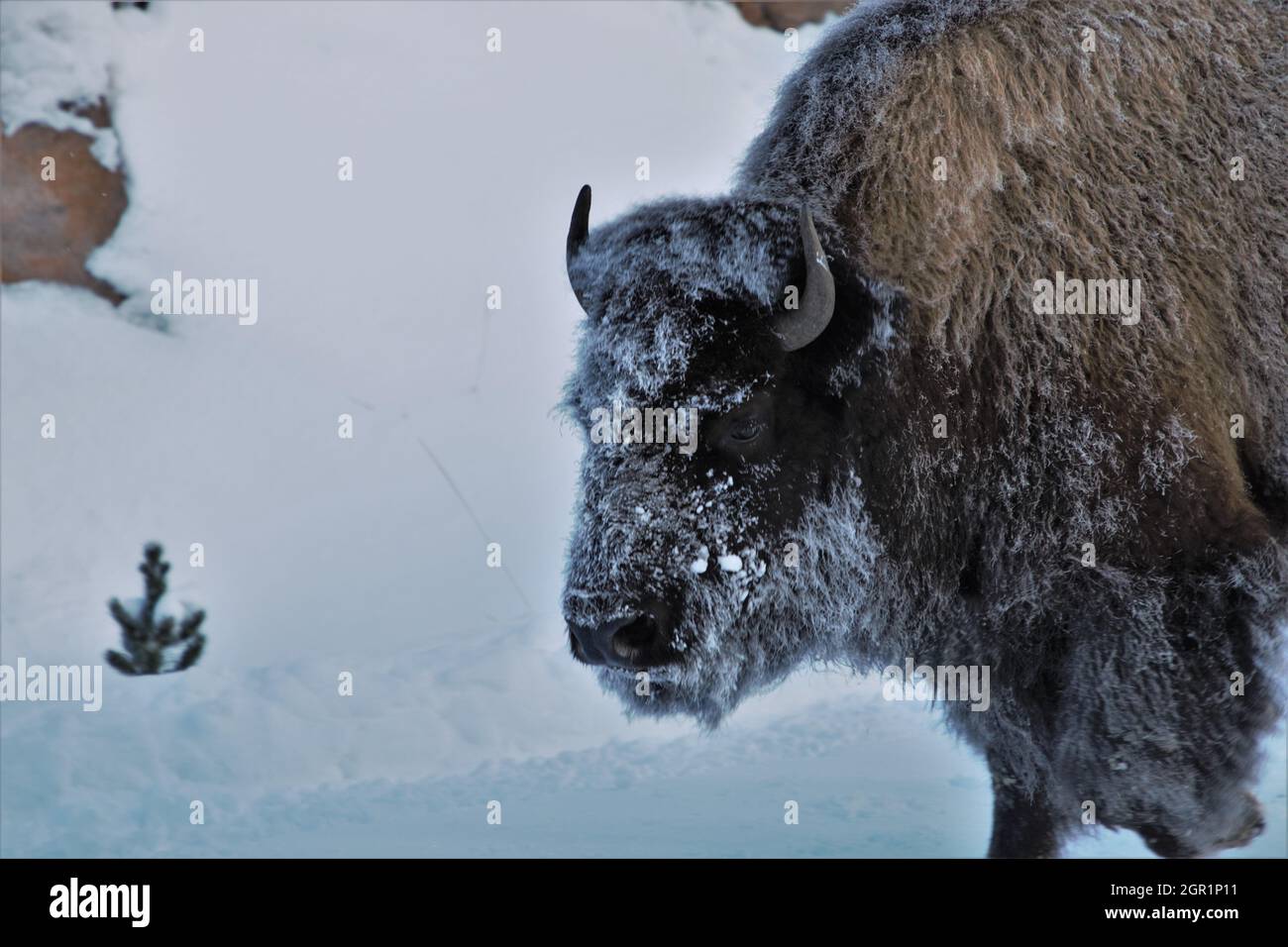 Bison frozen water hi-res stock photography and images - Alamy