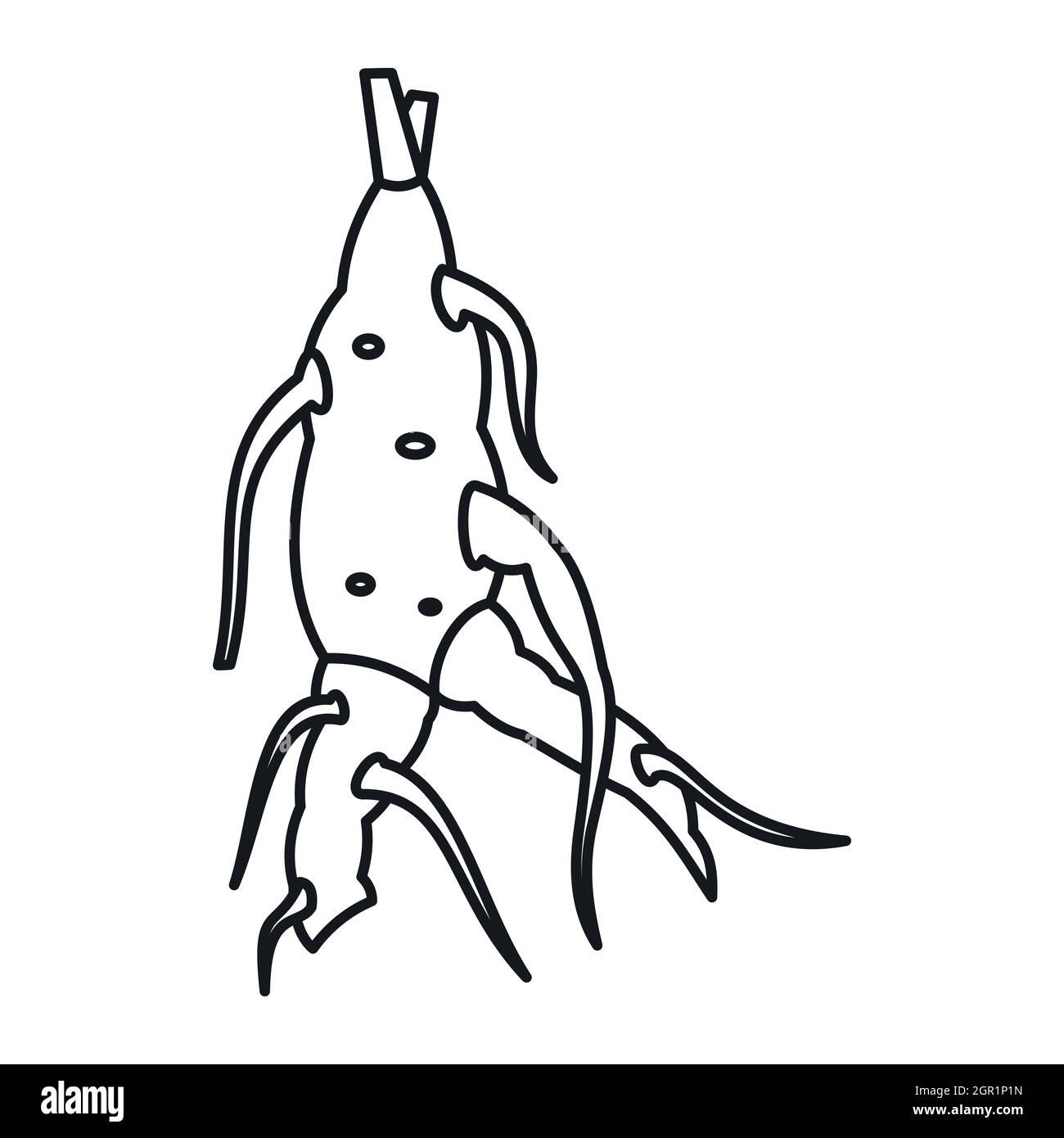 Medicinal plant root Stock Vector Images - Alamy