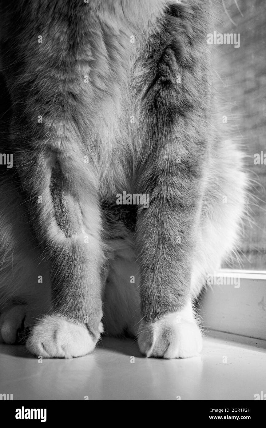 Domestic cat shaved front leg hi-res stock photography and images - Alamy