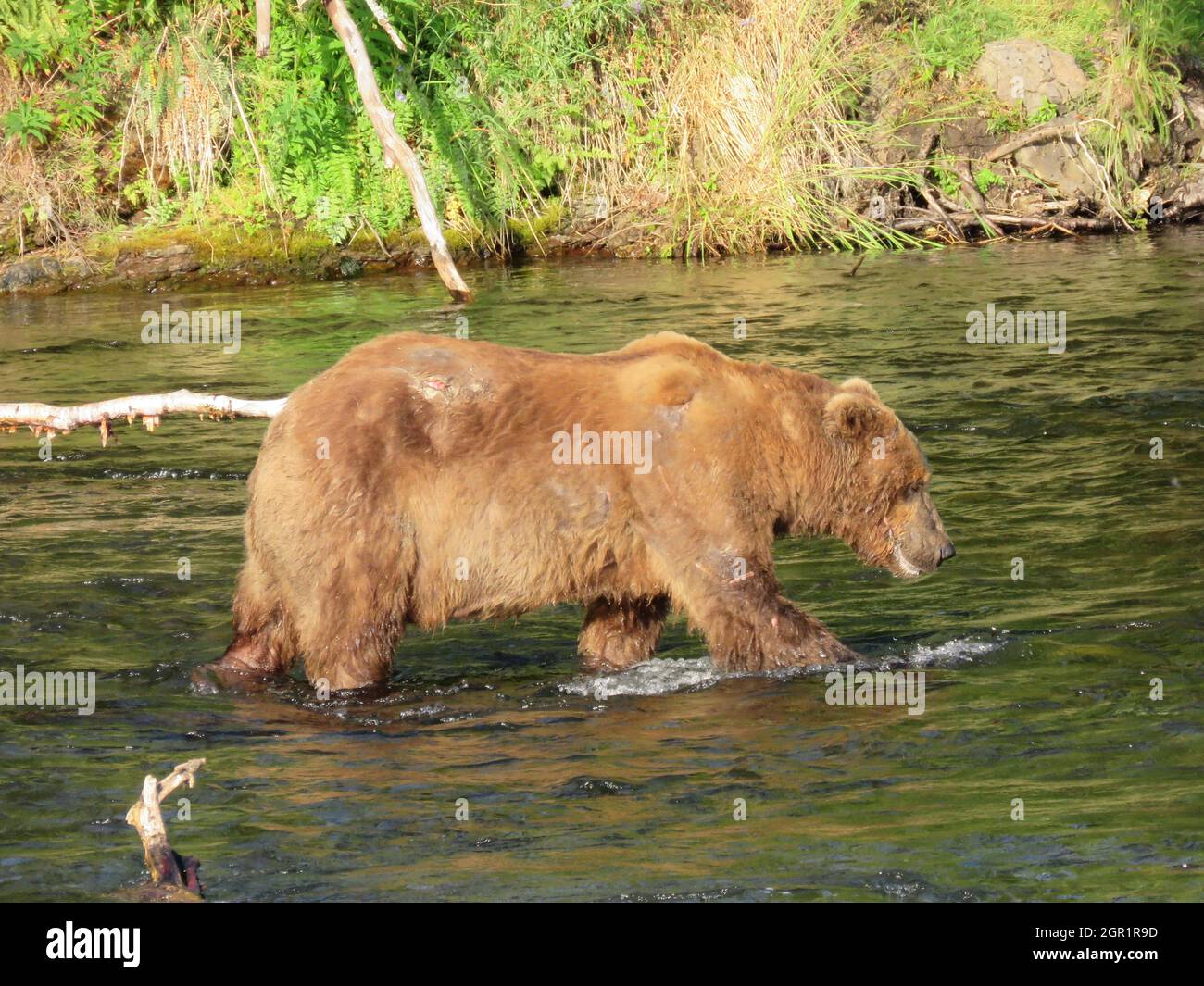 An adult brown bear known as Bear 65 looks for salmon on in the Brooks ...