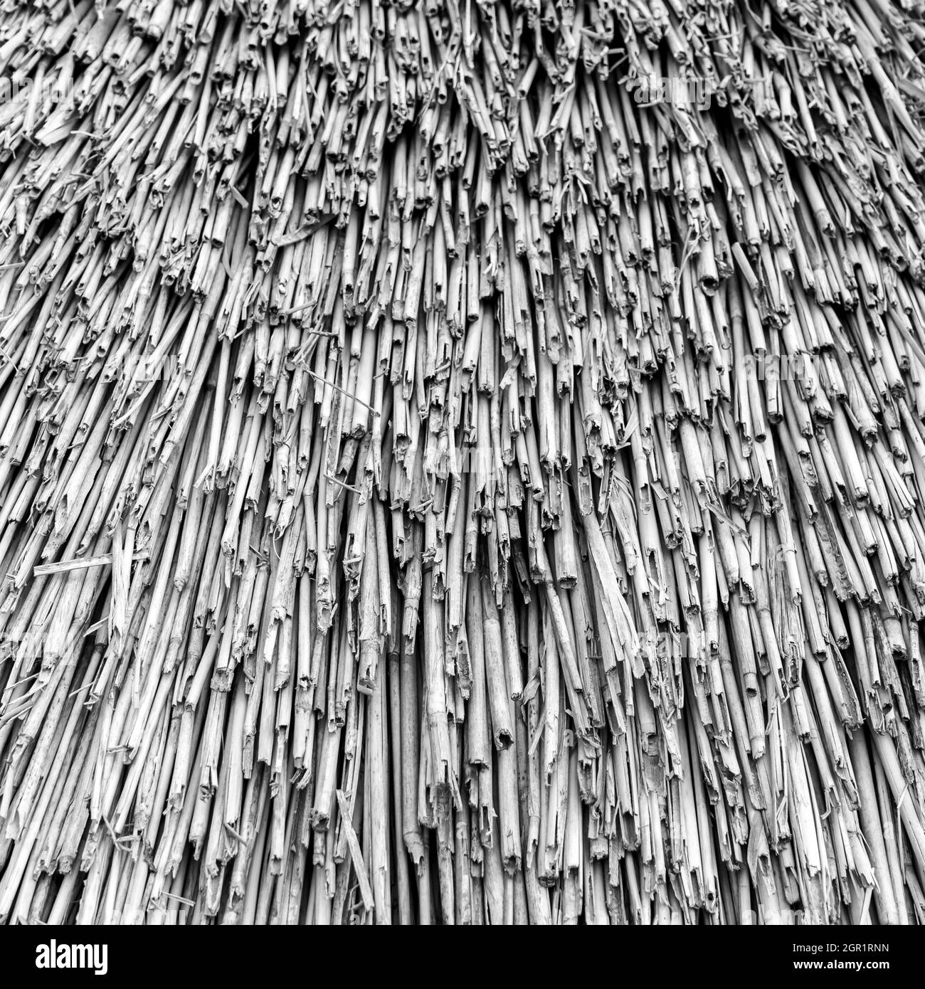 Wheat background texture close Black and White Stock Photos & Images ...