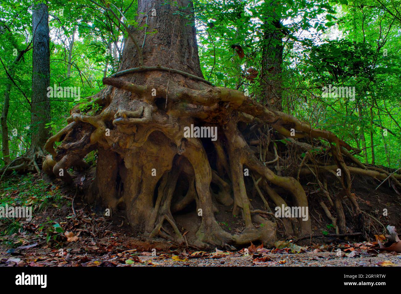 Sycamore tree roots hi-res stock photography and images - Alamy