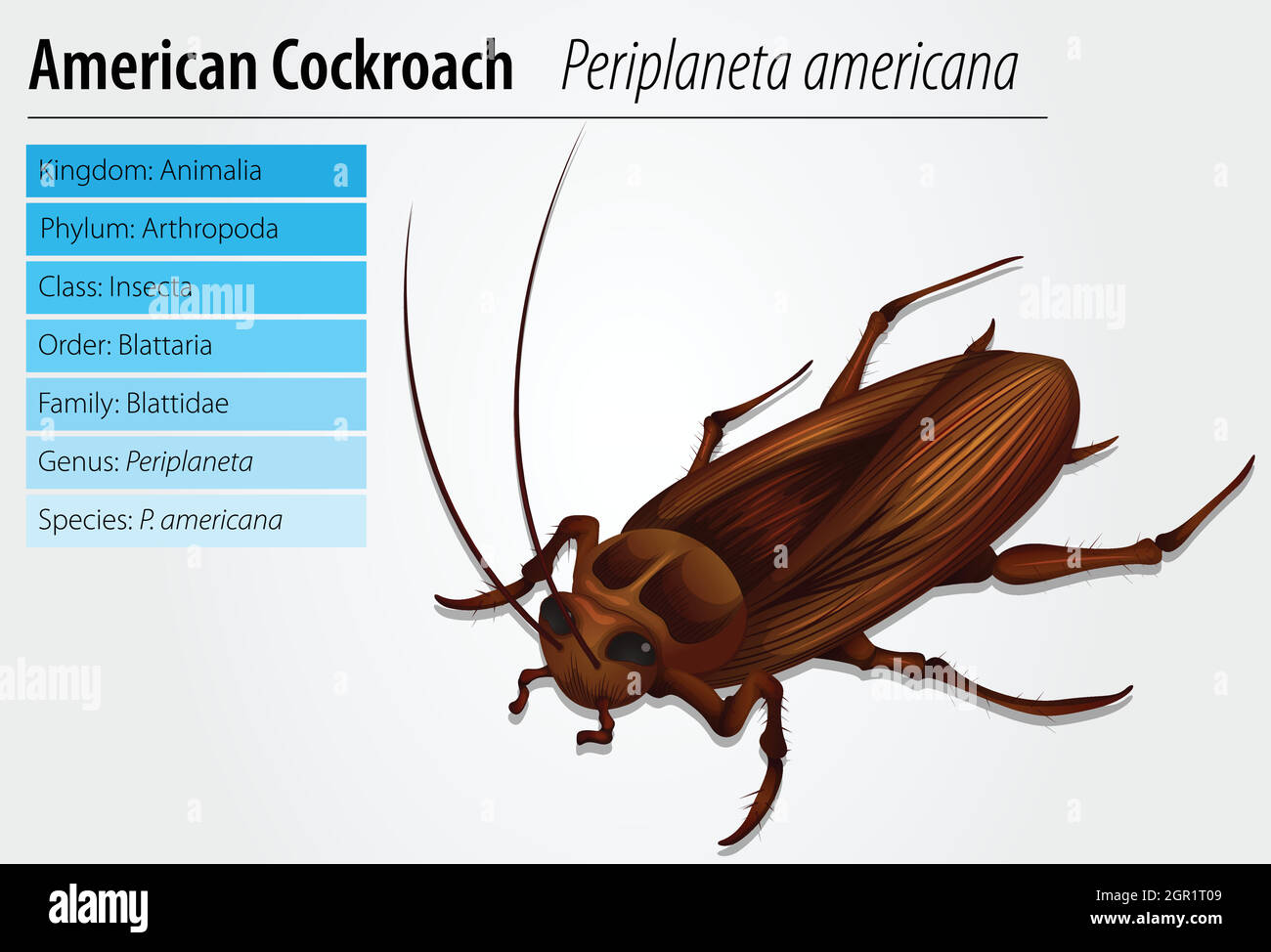 Periplaneta Americana- Cockroach Stock Vector Image & Art - Alamy