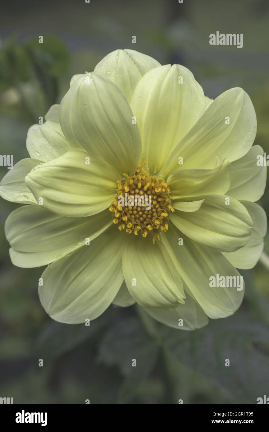 Beautiful dahlia flower blooming in a garden Stock Photo - Alamy