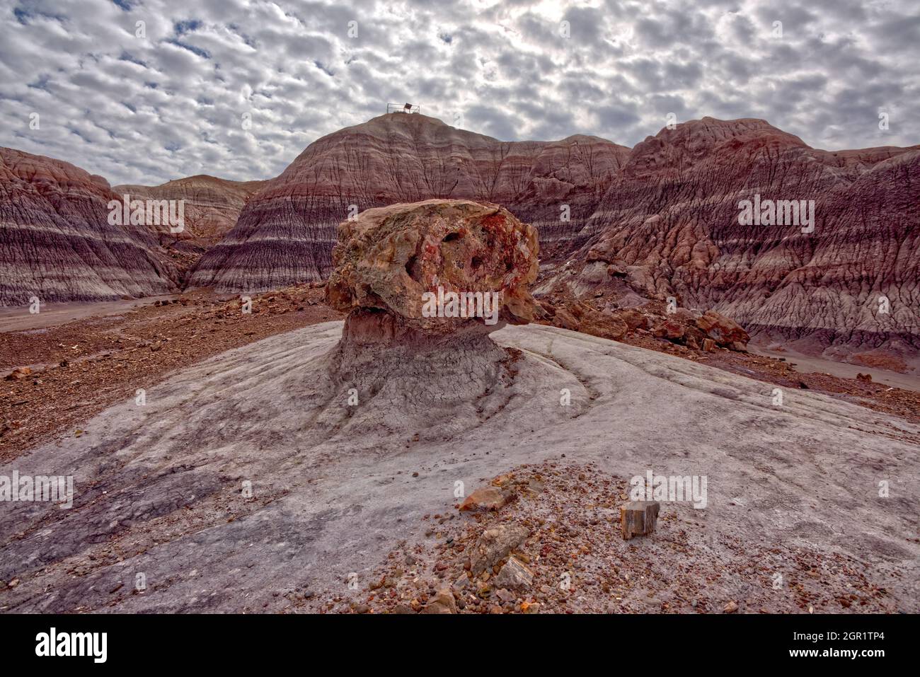 A large piece of petrified wood in the Petrified Forest National Park ...