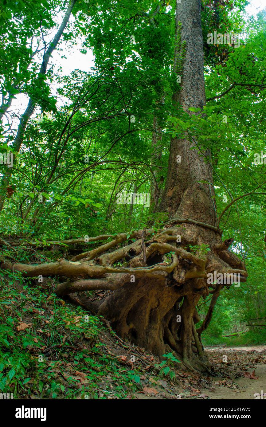 Sycamore tree roots hi-res stock photography and images - Alamy