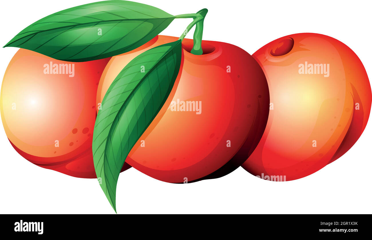 Nectarines picture Stock Vector Images - Alamy