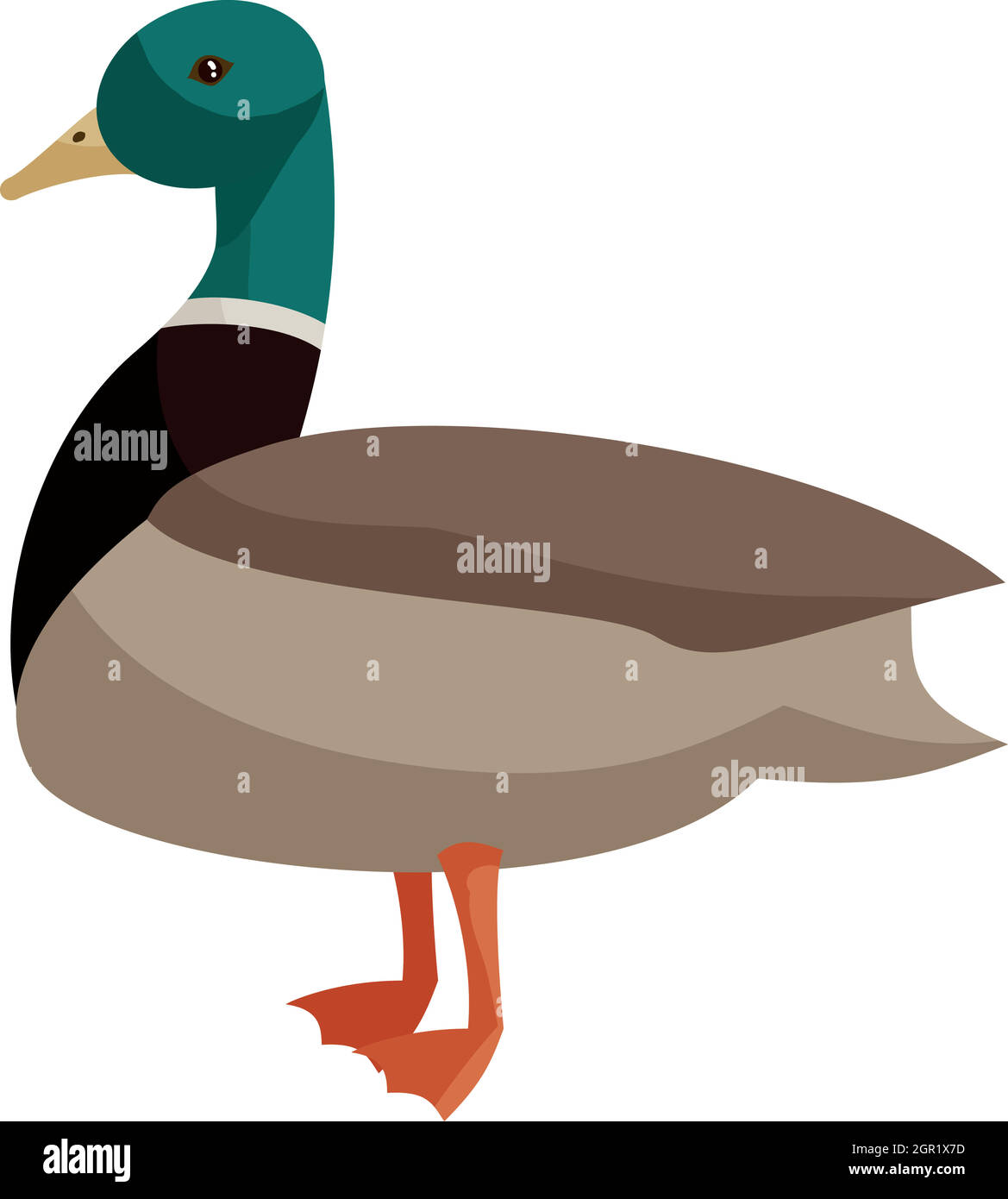 The walking duck Cut Out Stock Images & Pictures - Alamy