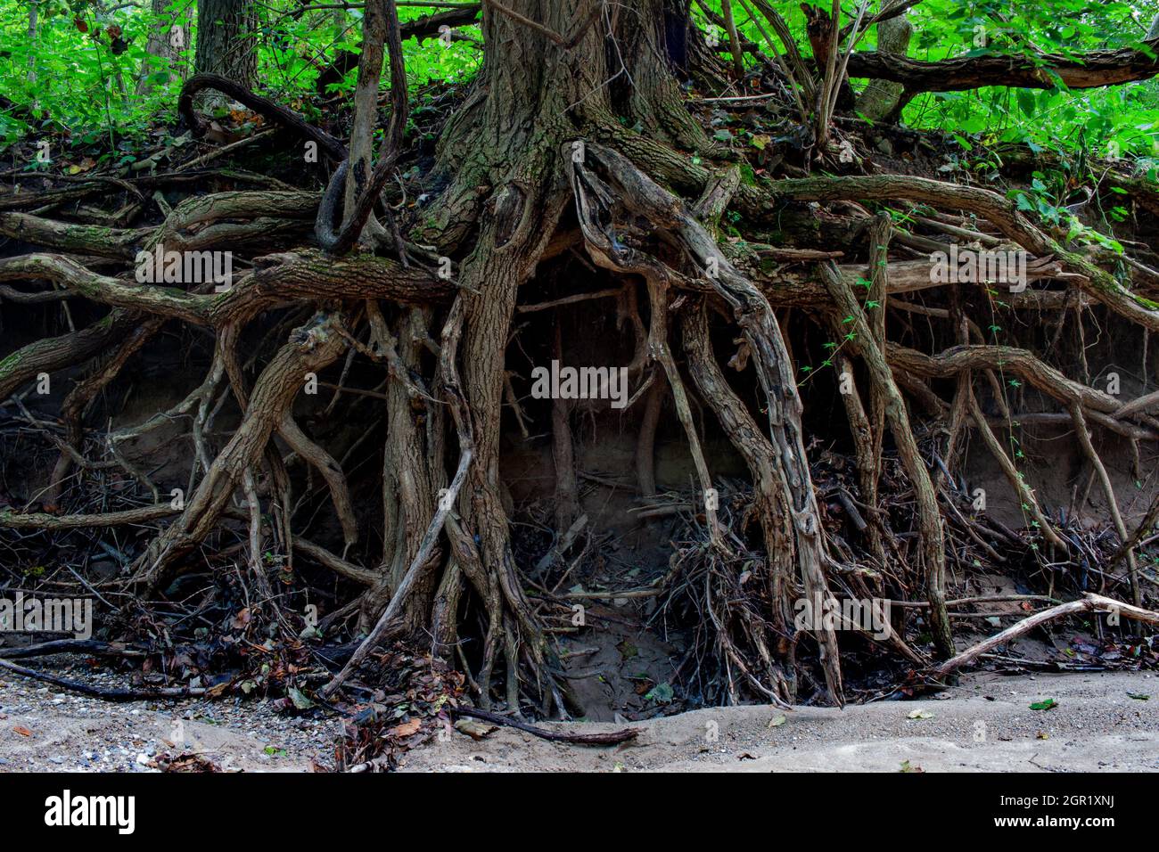 Tree root hanging hi-res stock photography and images - Alamy