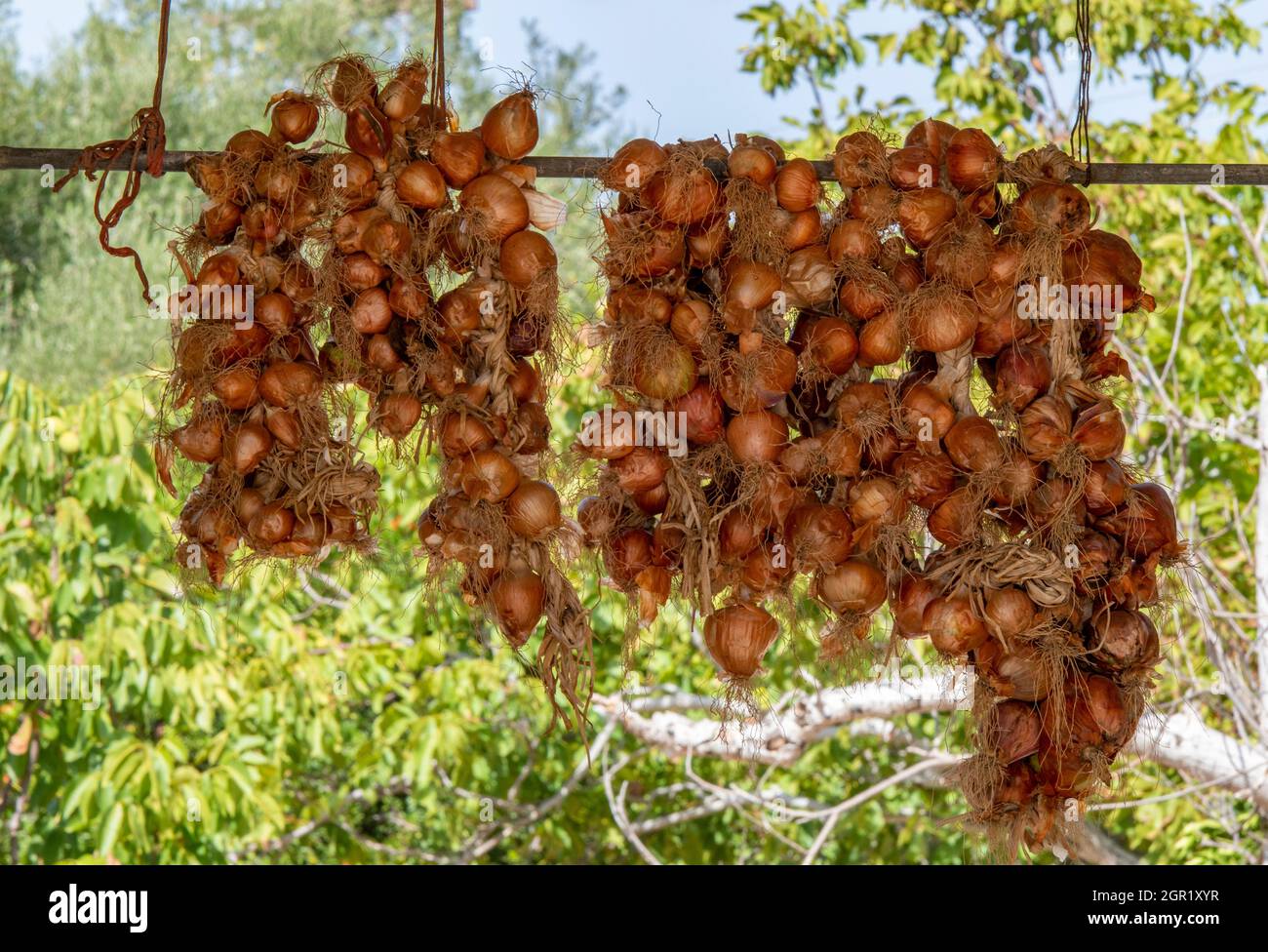 strings of freshly picked onions drying in the Mediterranean sunshine ...