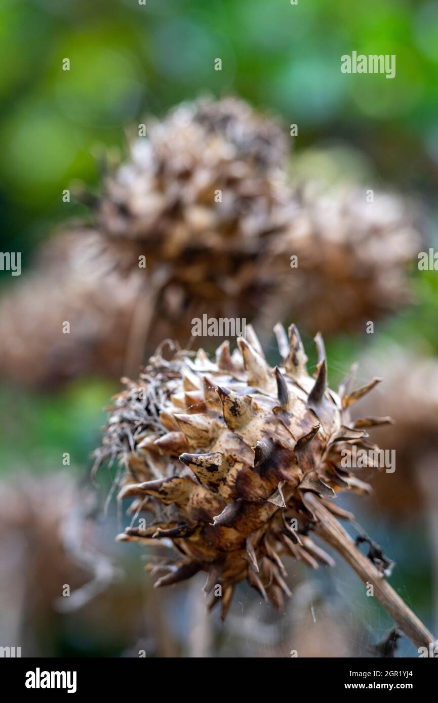 Lesser Burdock (Arctium minus) seedheads (burrs Stock Photo - Alamy