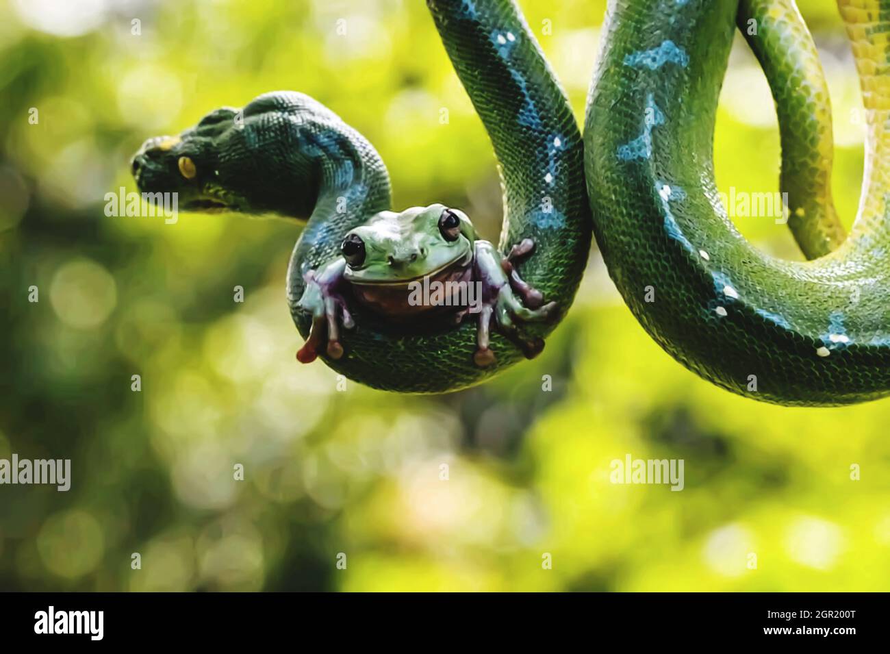 Alley of the frog hi-res stock photography and images - Alamy